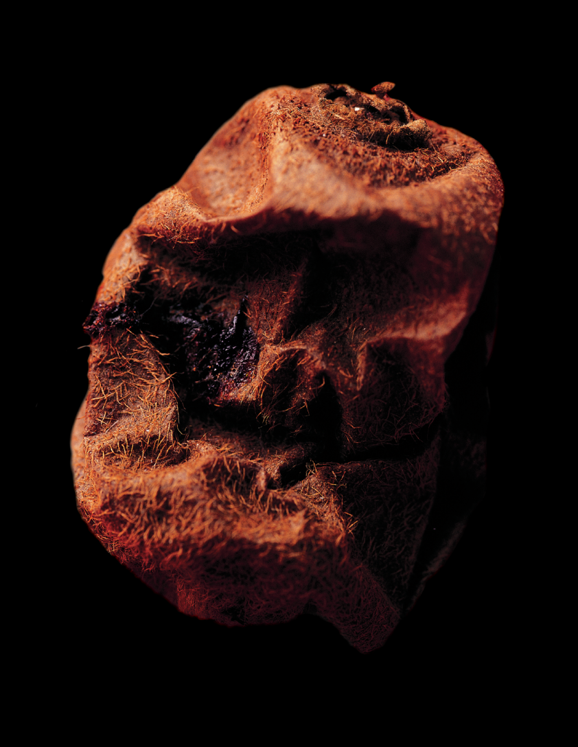 Rot or Not / Eat Creative