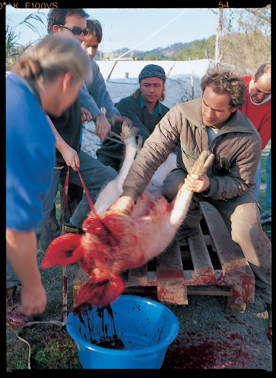 A Pig's Year / A Pig's Year